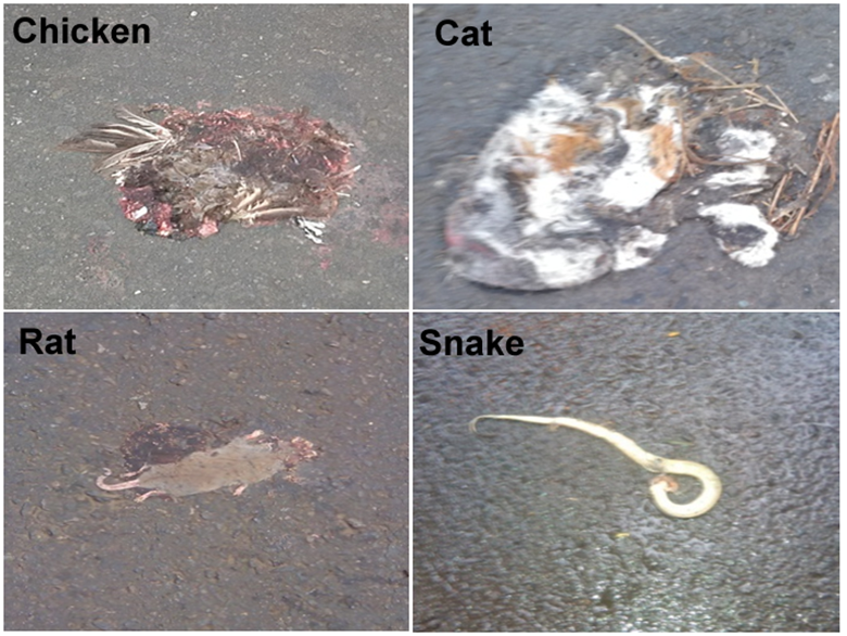 Analysis of Animal Accidents along the Road of Padamara-Karangcegak in ...